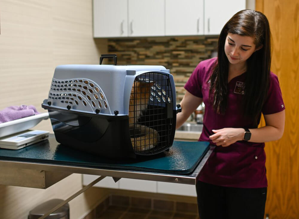 Veterinary Services In Prior Lake, MN | River Valley Veterinary Service